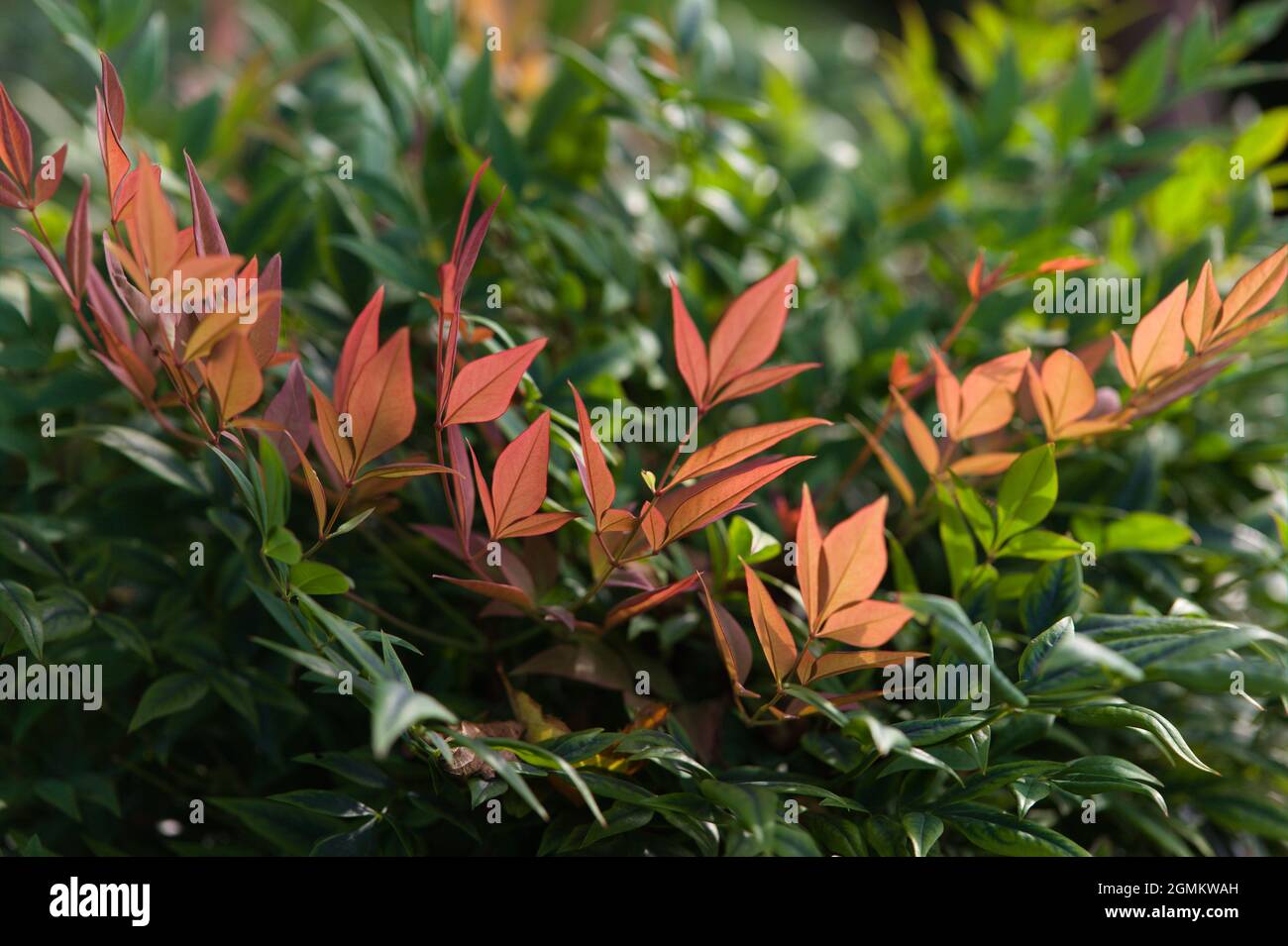 Close-up of Heavenly Bamboo or Sacred Bamboo ' Gulf Stream Rubra ...