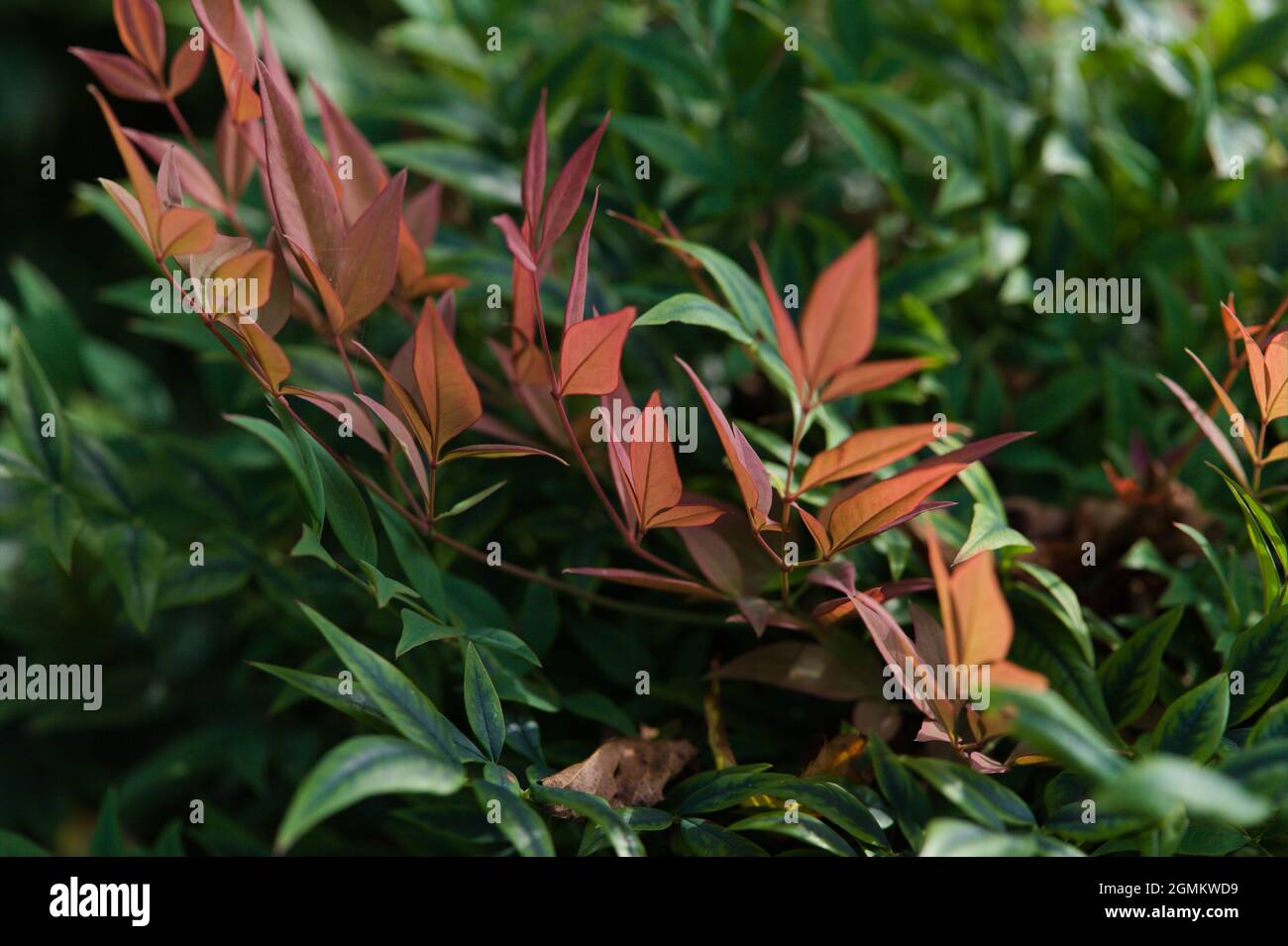 Gulf stream rubra hi-res stock photography and images - Alamy