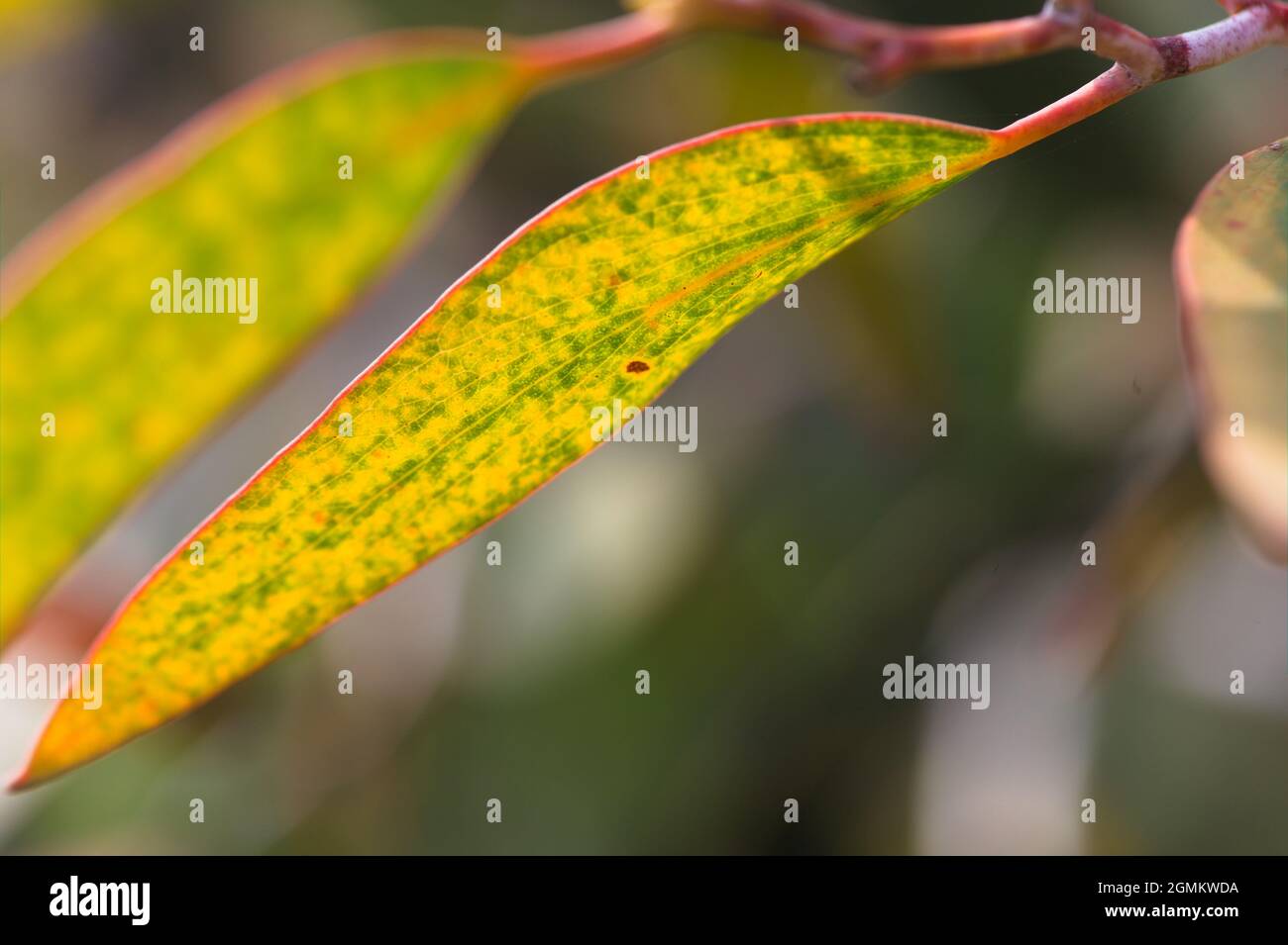 Close-up of leaf detail of a Jounama Snow Gum Tree ( Eucalyptus ...