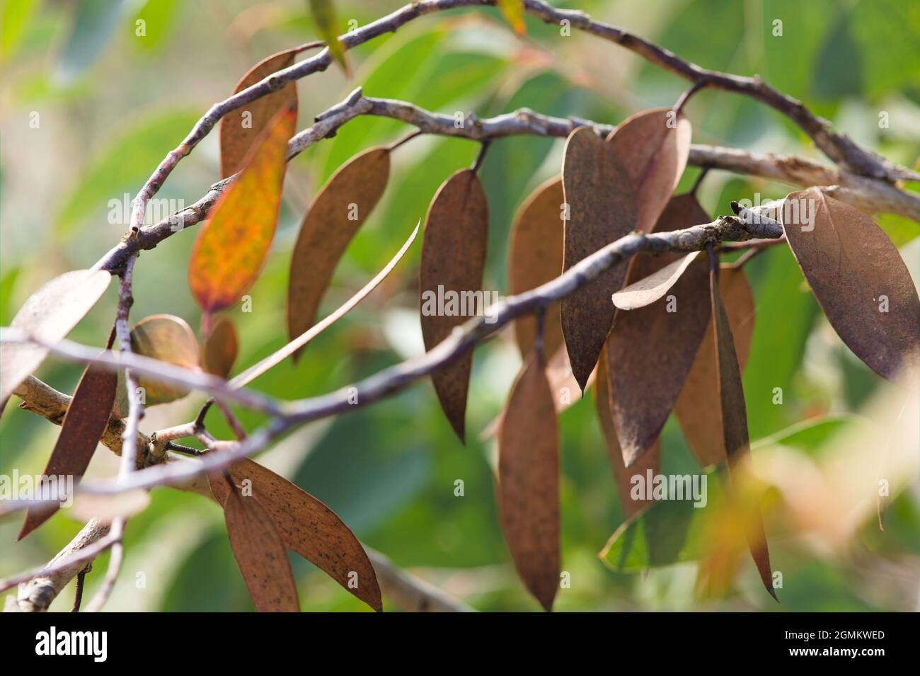 Copper- Bronze foliage of Jounama Snow Gum Tree ( Eucalyptus pauciflora ...