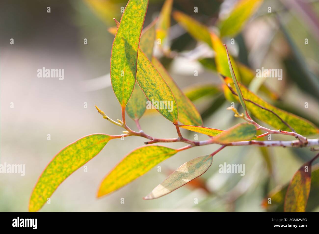 Snow Gum High Resolution Stock Photography and Images - Alamy