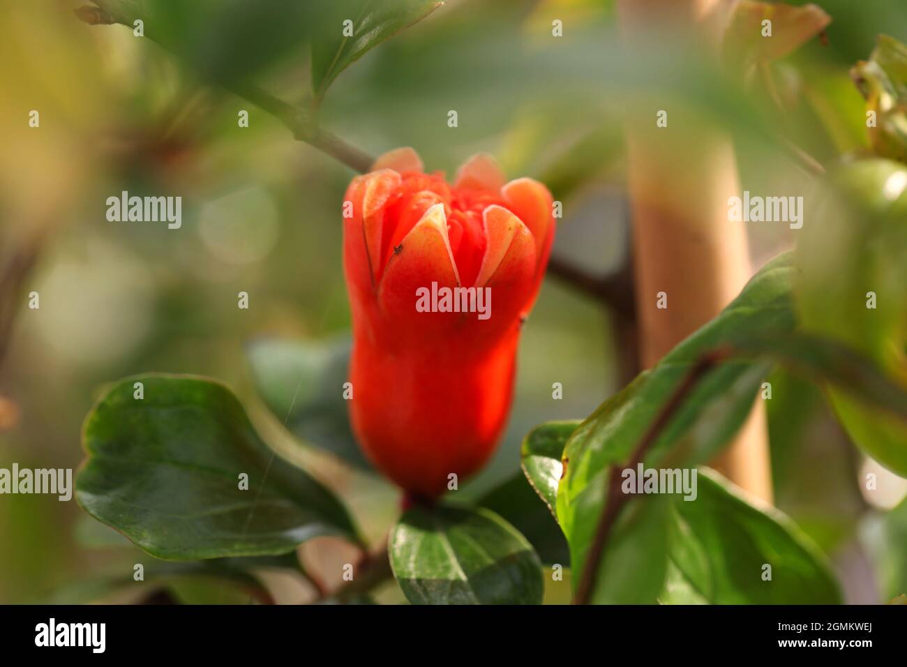 Rich scarlet flowering hi-res stock photography and images - Alamy