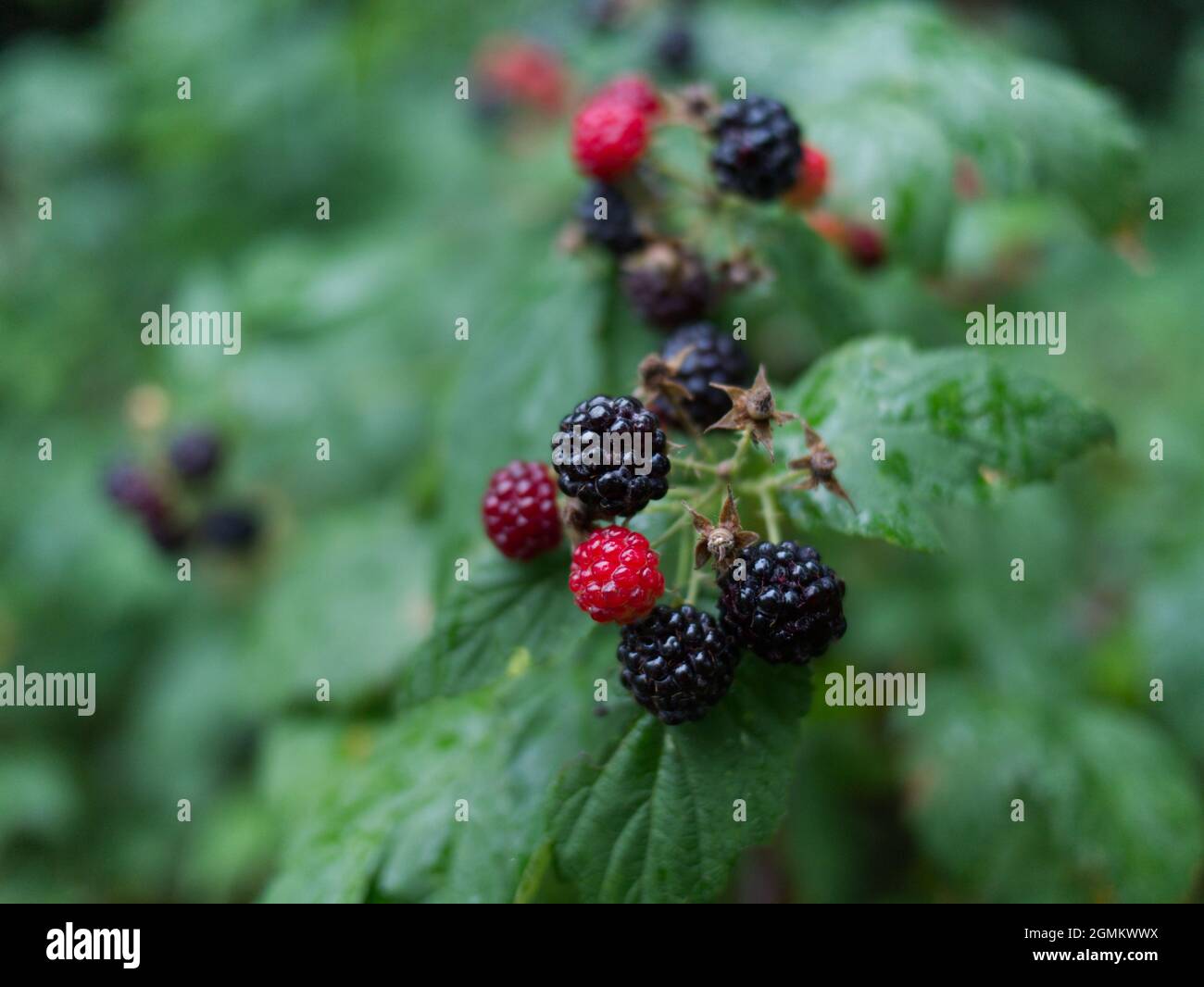 A closeup of blackberries growing in a field under the sunlight with a ...