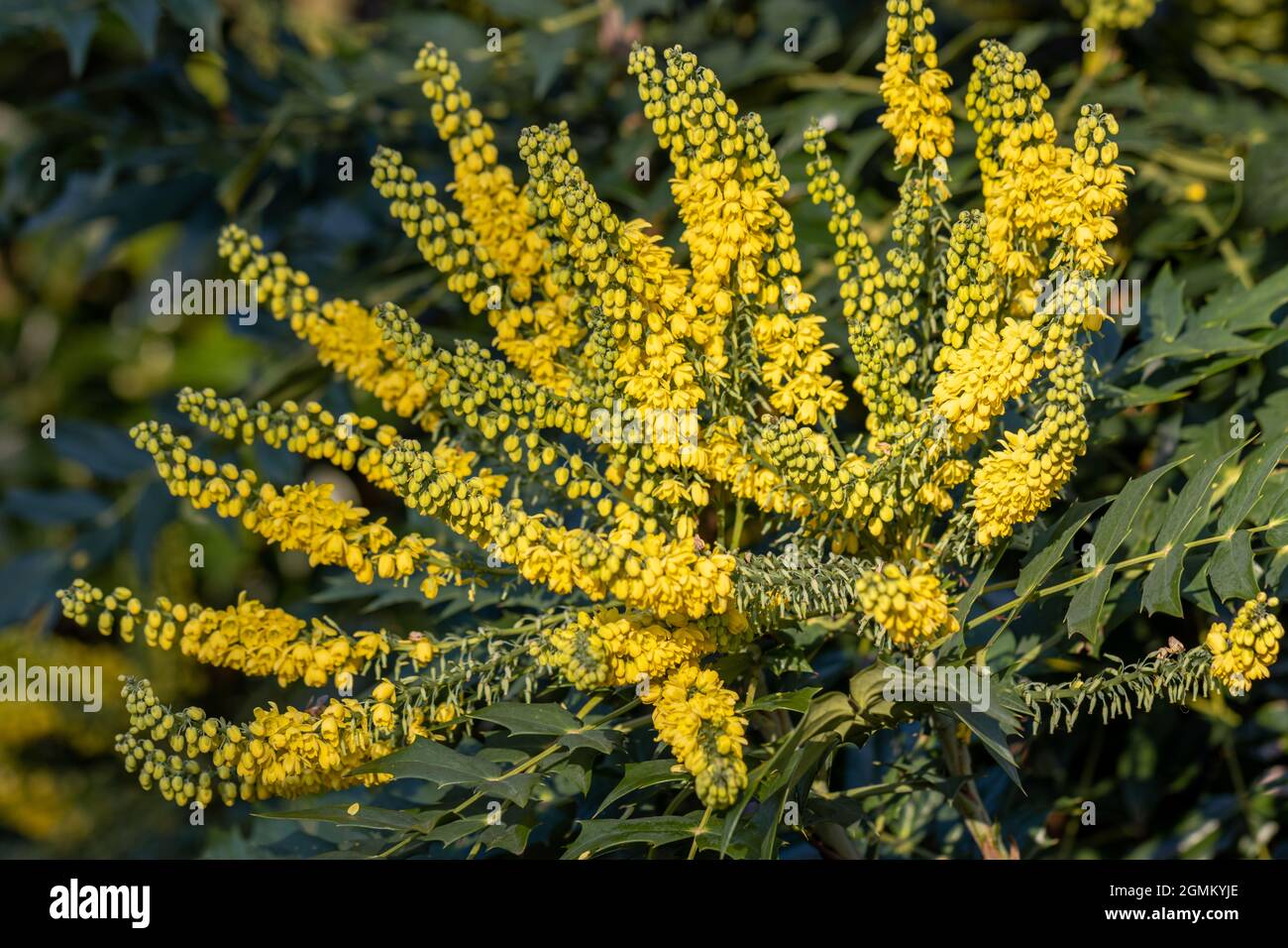 Mahonia napulensis hi-res stock photography and images - Alamy