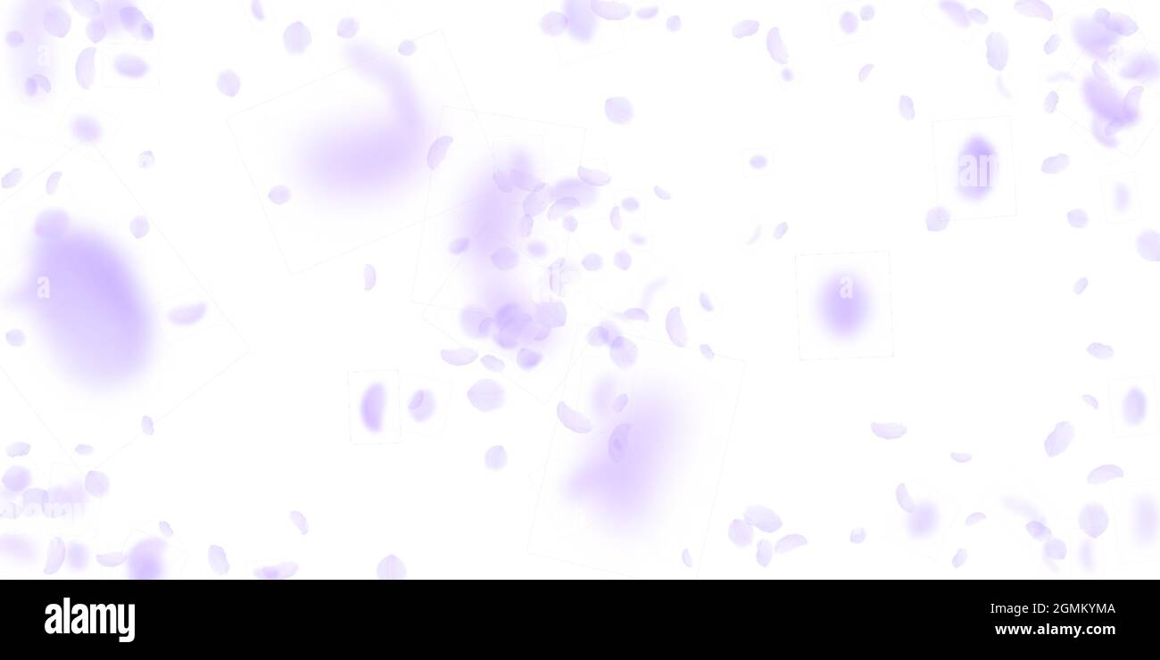 Violet flower petals falling down. Lovely romantic flowers explosion ...