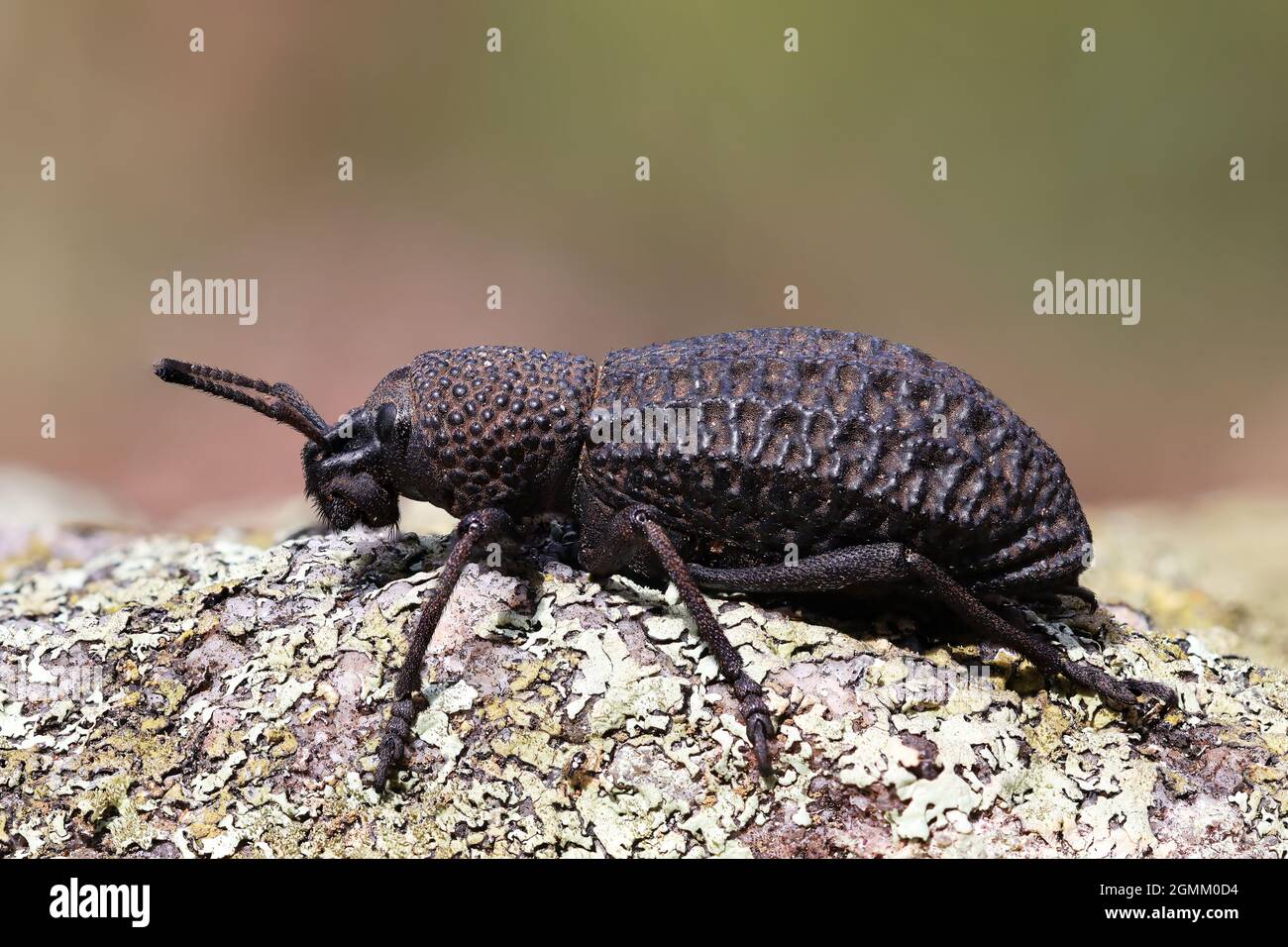 Weevil Beetle on lichen covered rock Stock Photo - Alamy