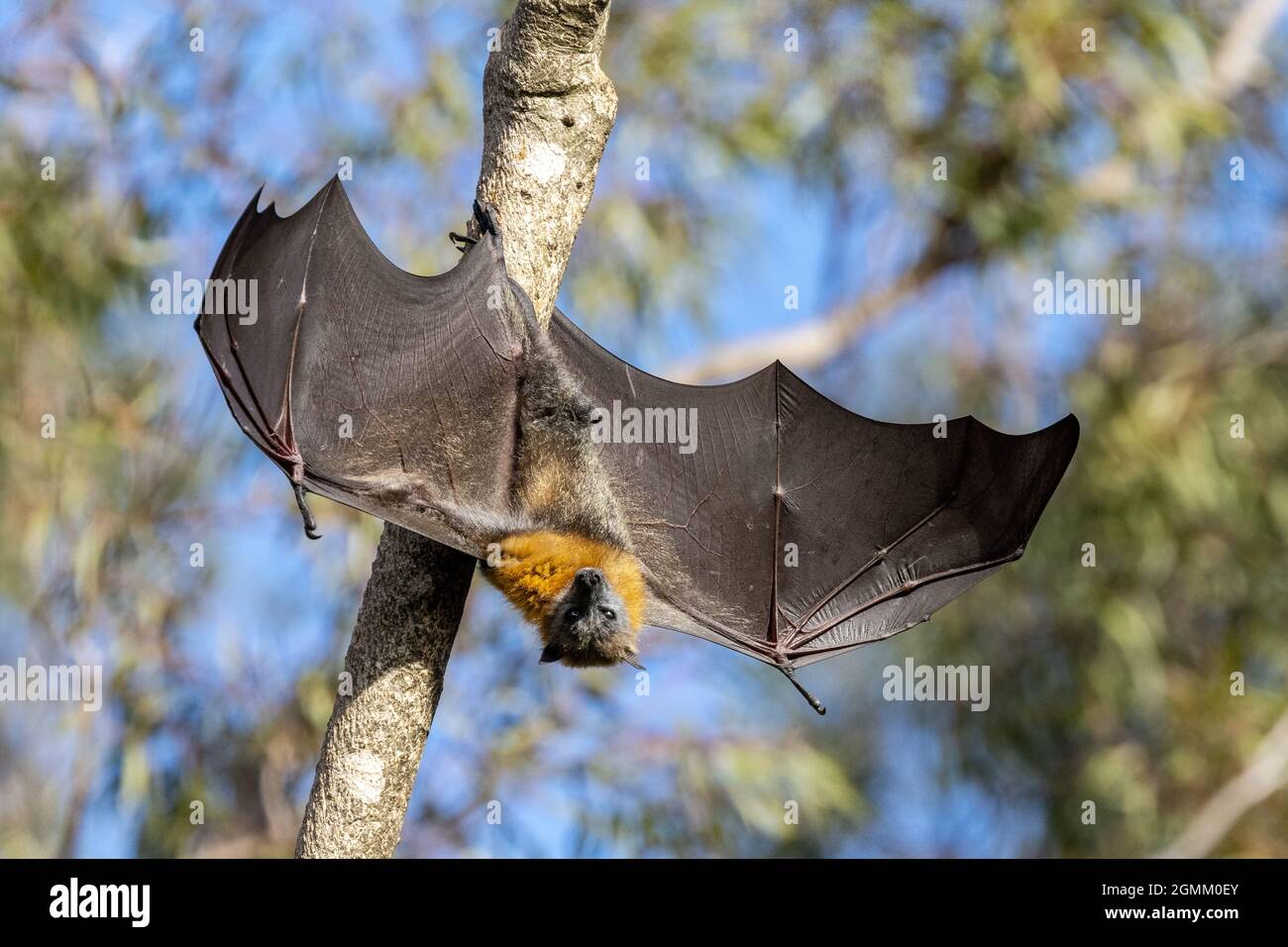 Grey-headed Flying Fox with wings open Stock Photo - Alamy