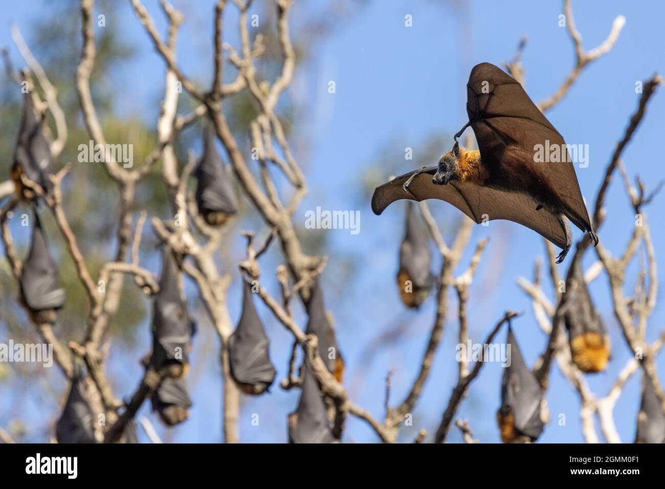 Grey-headed Flying Fox flying into bat colony Stock Photo - Alamy