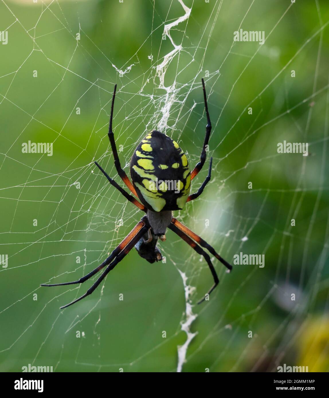 Black and yellow spider hi-res stock photography and images - Alamy