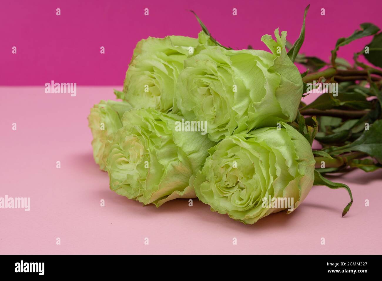 details of the head of four white roses with leaves on a colorful ...