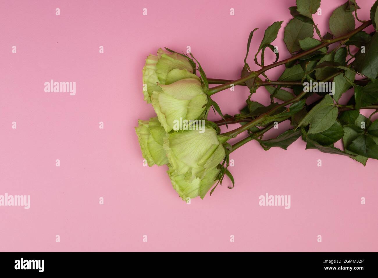four white roses with long stems and several leaves lying on a colorful ...