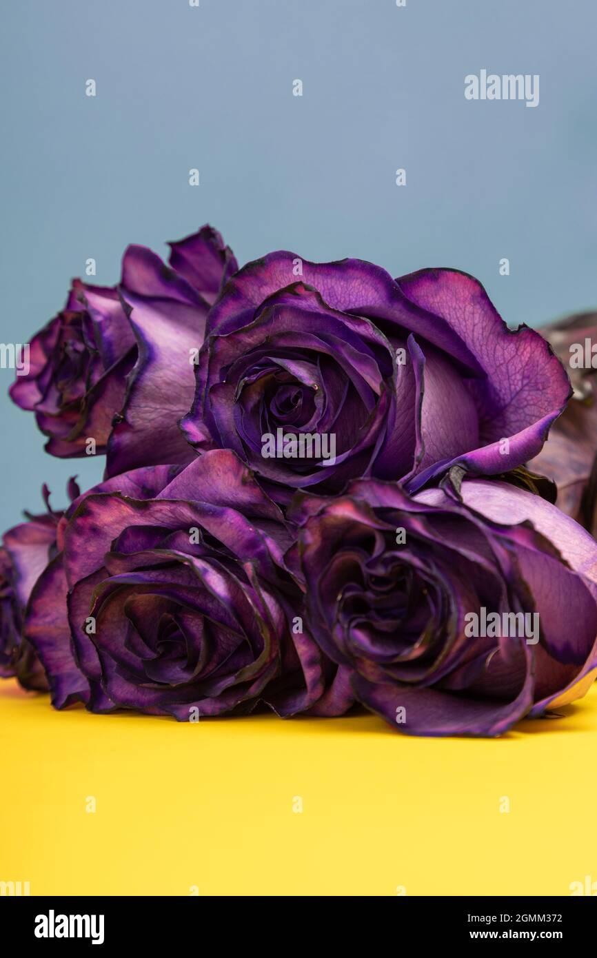bouquet of violet roses lying on a colorful background, detail of the ...