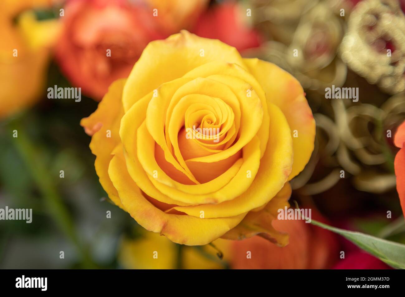 details of the head of a yellow rose, beauty of nature with blurred ...
