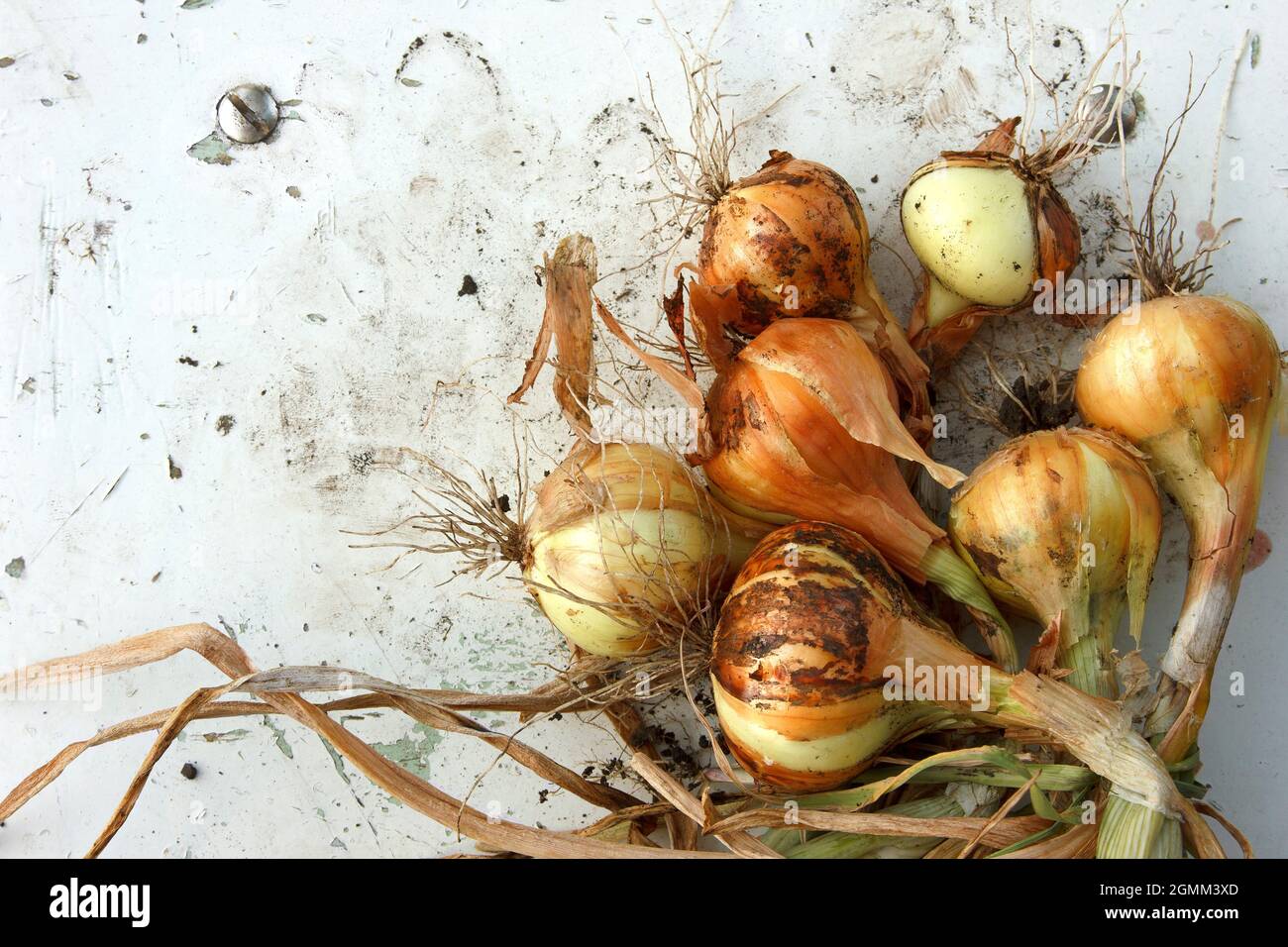 Onion still life outdoors. Bulbs after digging out of the soil. Onions ...