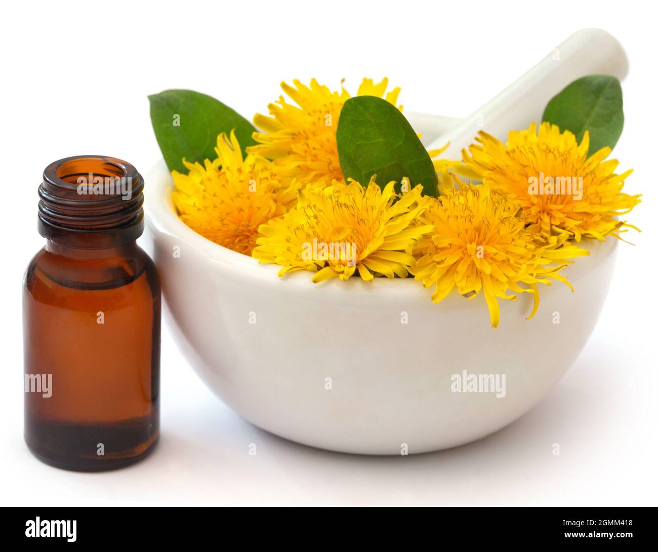 Medicinal dandelion and extract with mortar and pestle over white ...