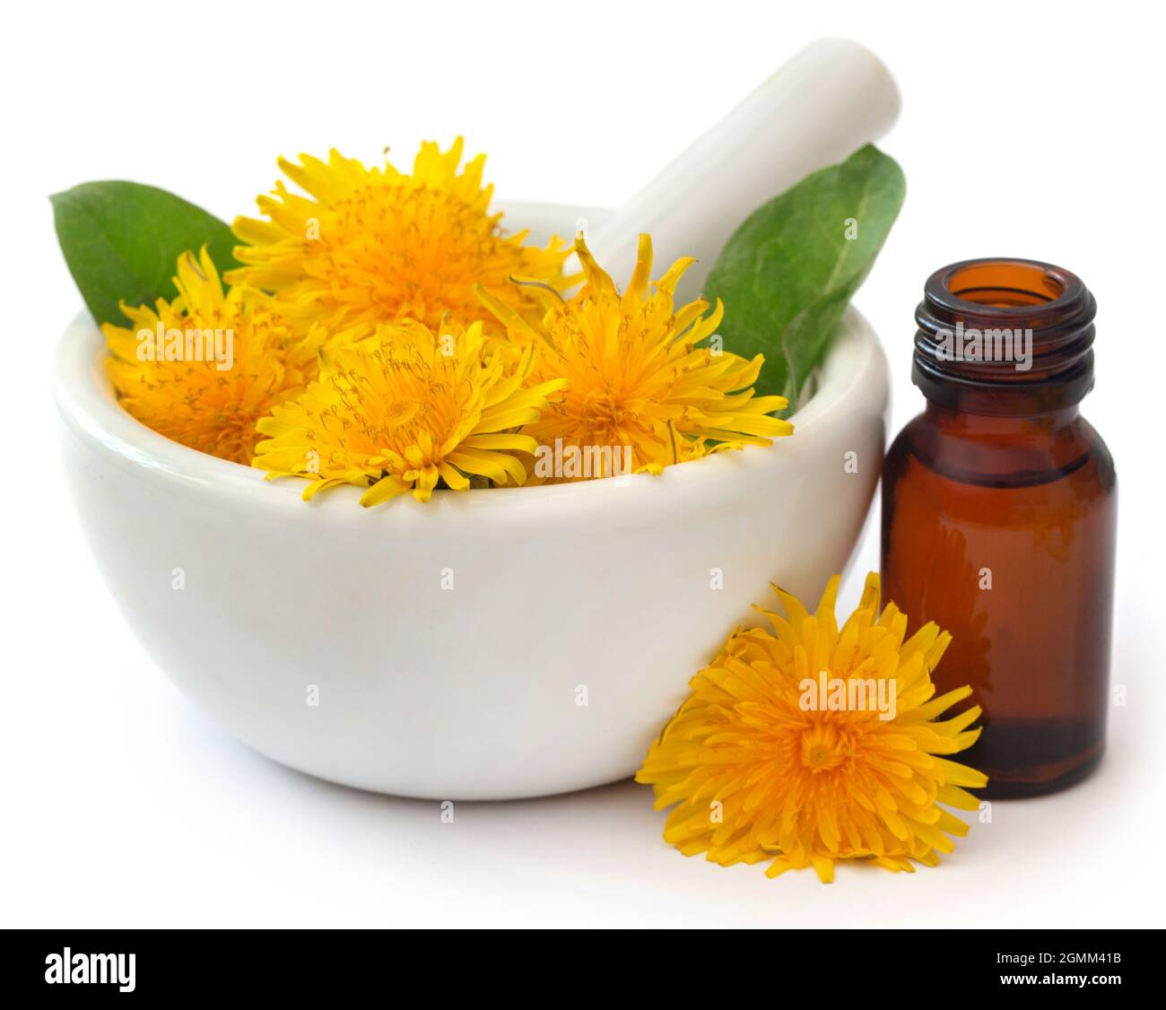 Medicinal dandelion and extract with mortar and pestle over white ...