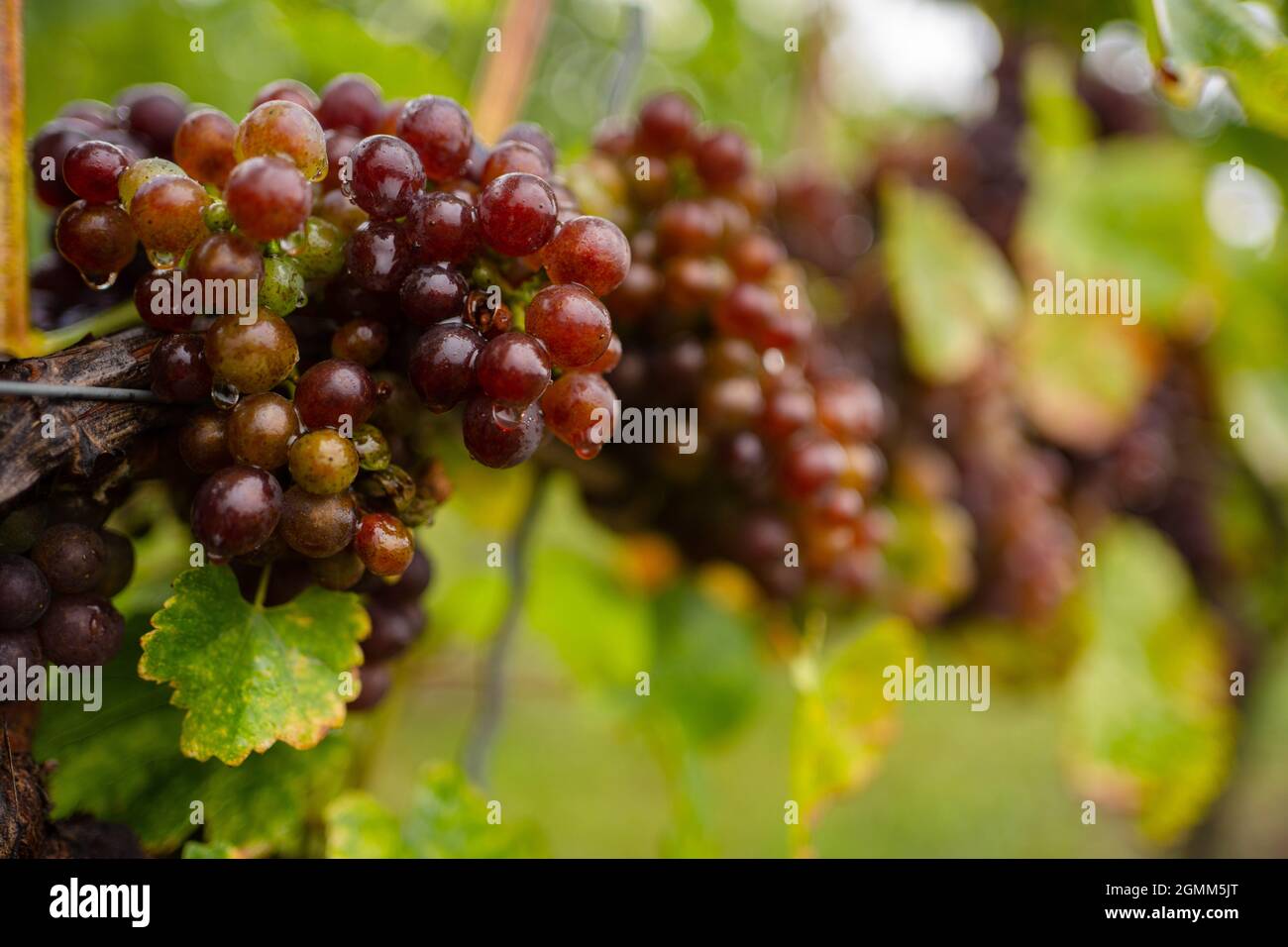 16 September 2021, Bavaria, Thüngersheim: Grapes of the "Blauer ...