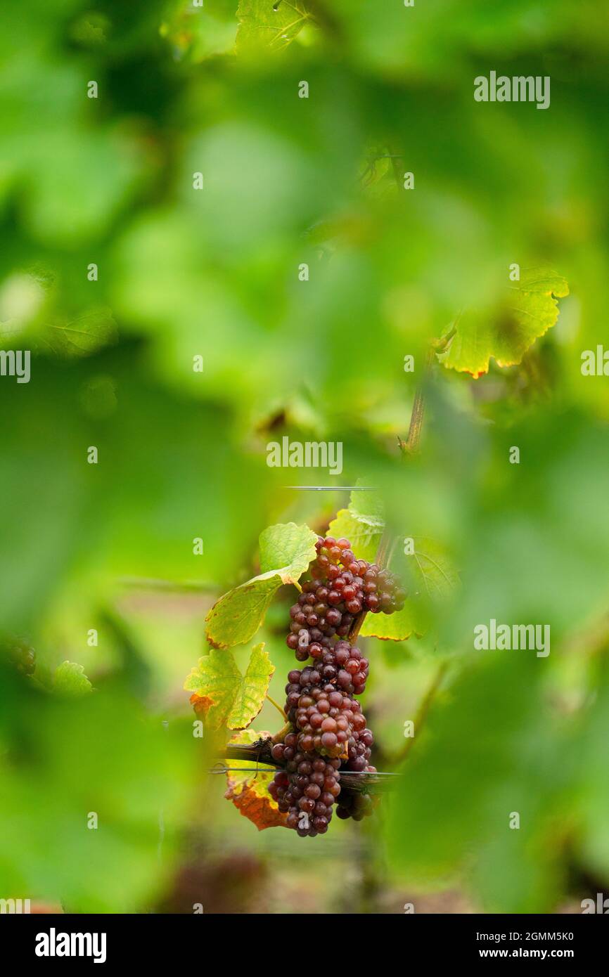 16 September 2021, Bavaria, Thüngersheim: Grapes of the "Blauer ...