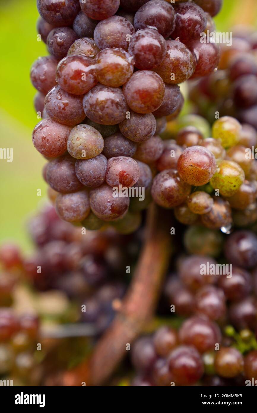 16 September 2021, Bavaria, Thüngersheim: Grapes of the "Blauer ...