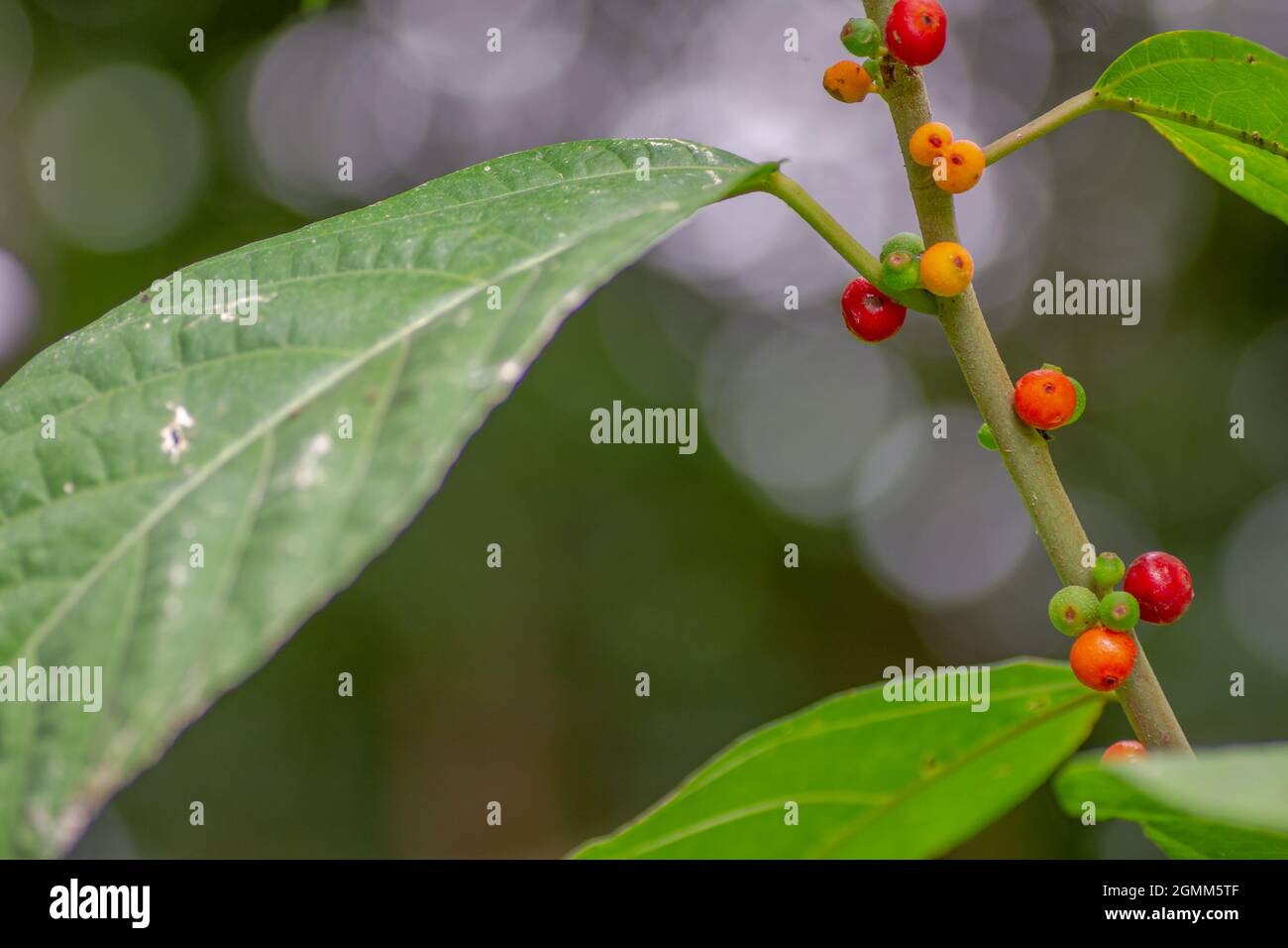 Palmate cleft fig hi-res stock photography and images - Alamy