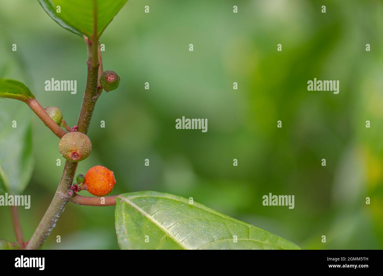 Cleft sticks hi-res stock photography and images - Alamy