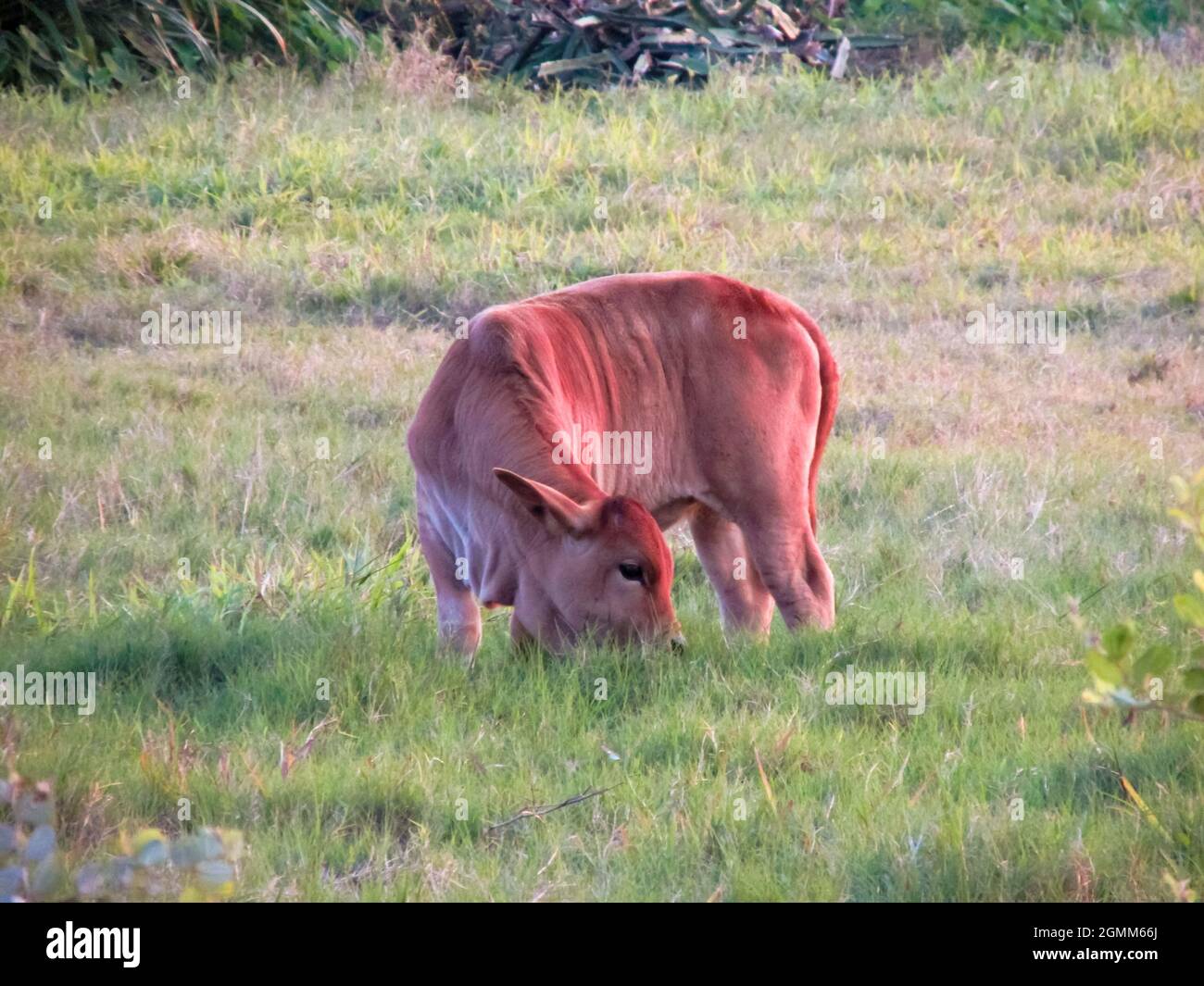 Calf eating grass field green hi-res stock photography and images - Alamy