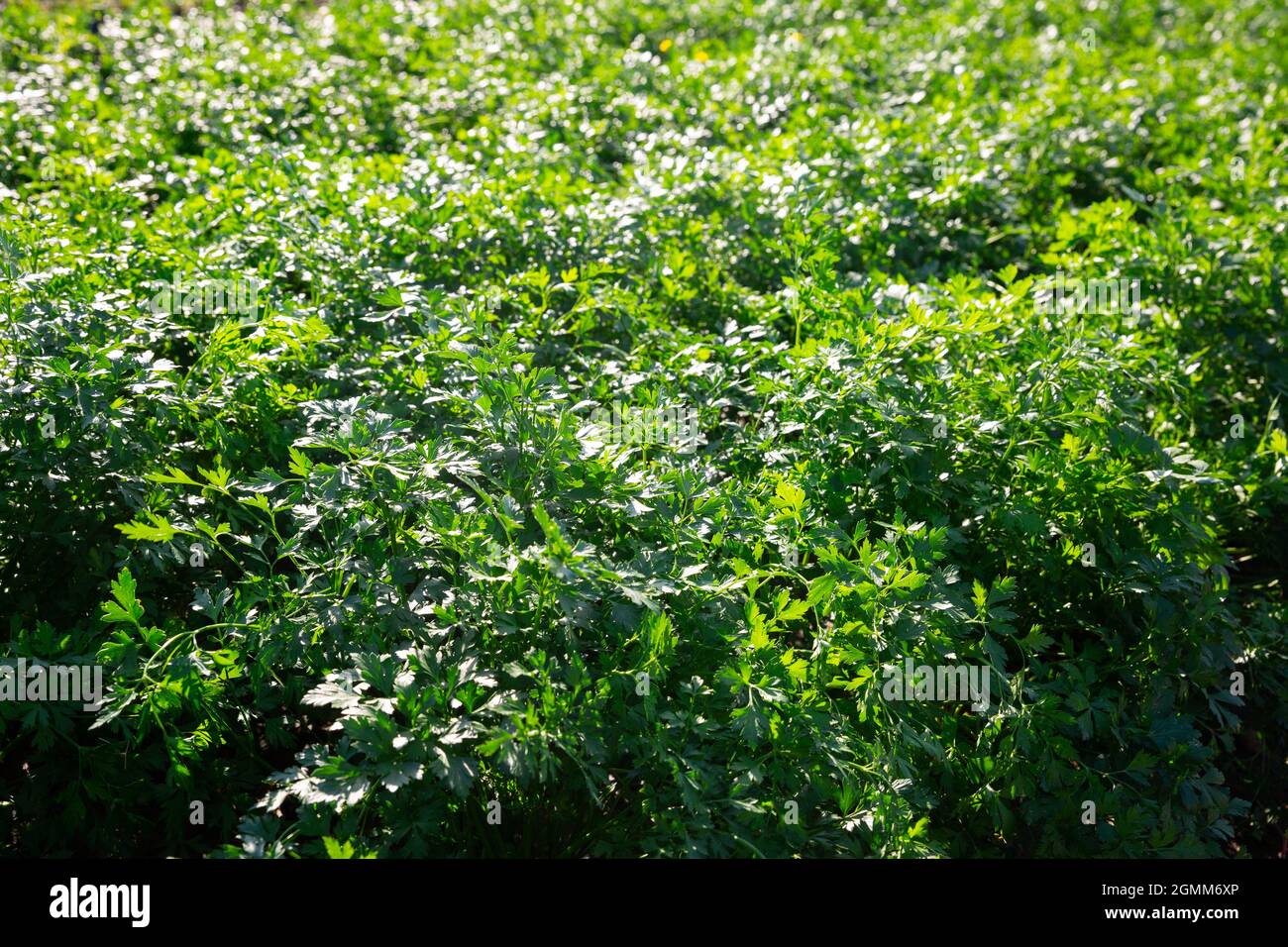 Green leaf parsley on plantation at vegetable farm Stock Photo - Alamy