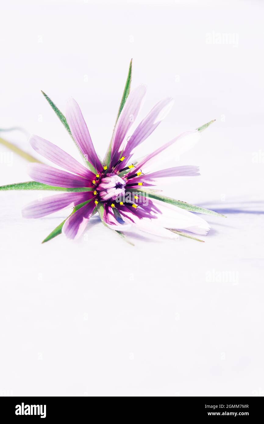 Frozen daisy hi-res stock photography and images - Alamy