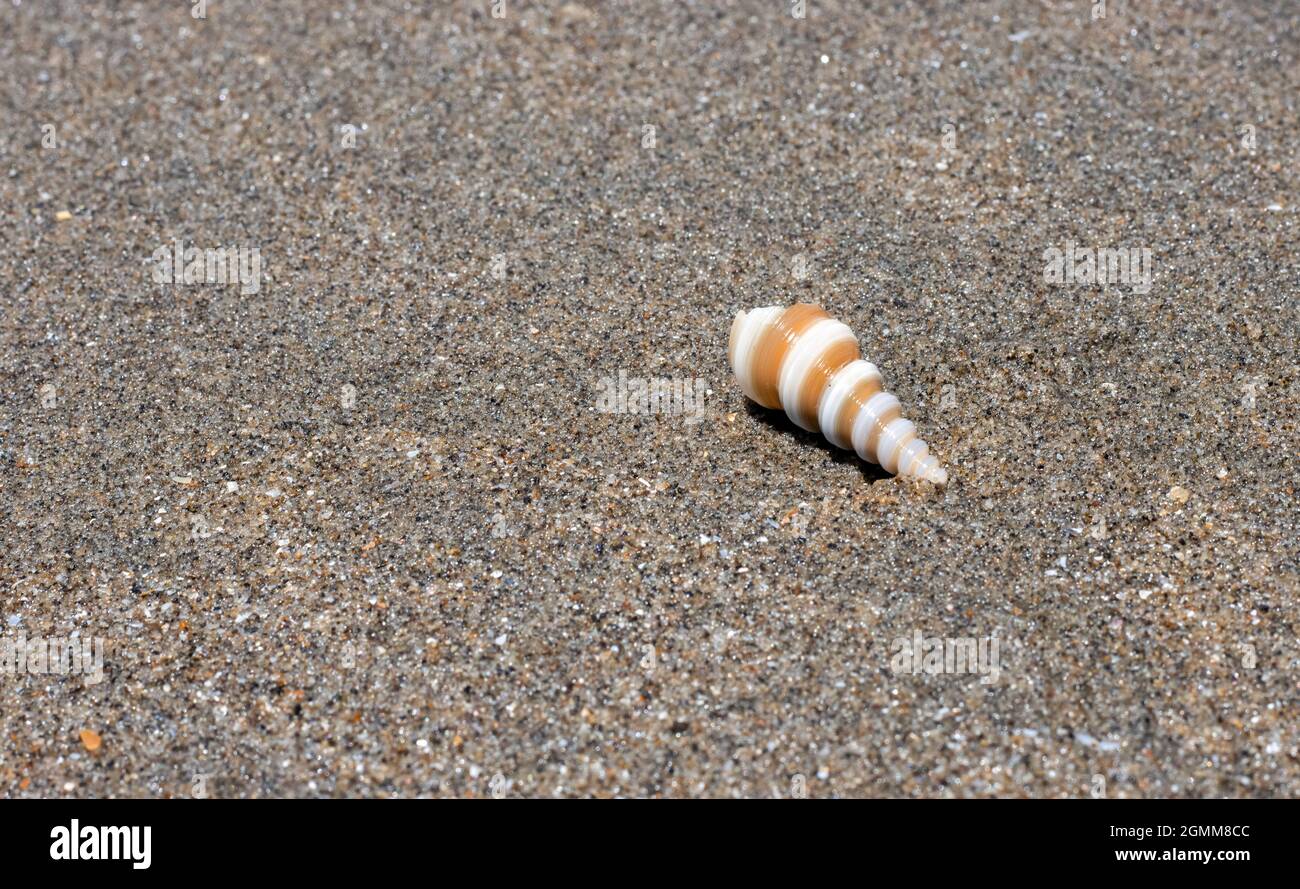Spiral seashell hi-res stock photography and images - Alamy