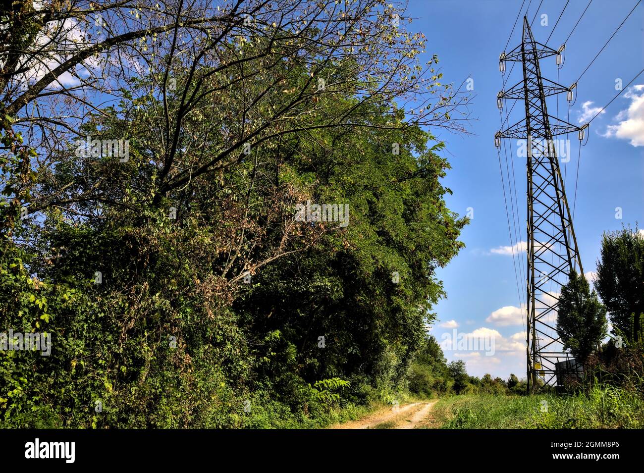 Dirt path in the countryside bordered by trees with a pylon next to it ...