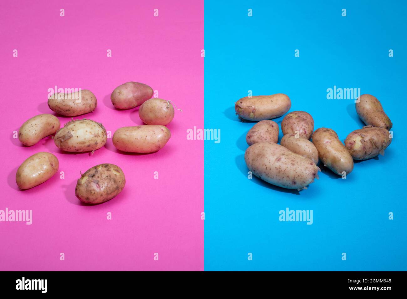 Two heaps of fresh potatoes spread out on a pink and blue background ...