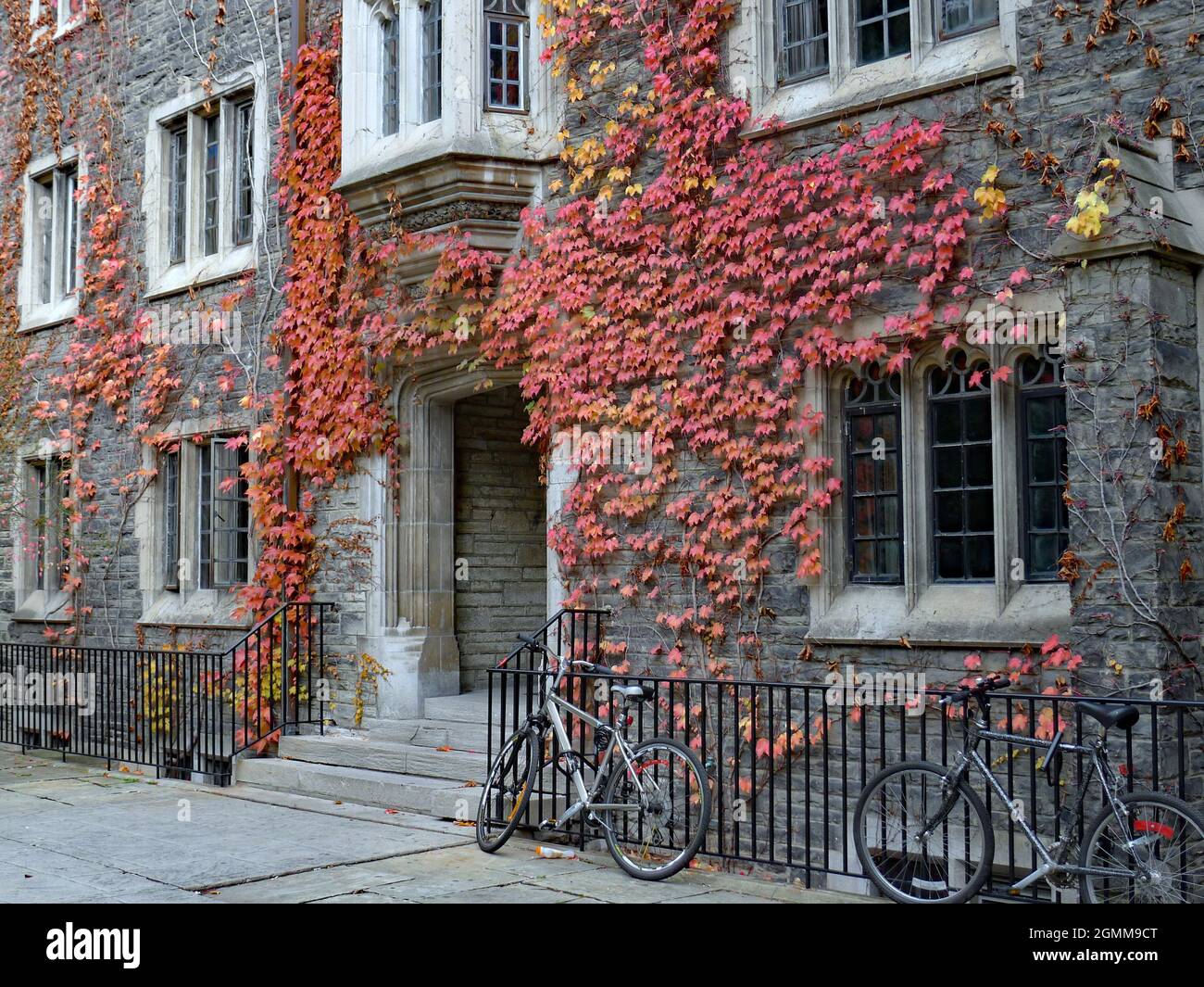 Gothic style stone college building covered with ivy in brilliant fall ...