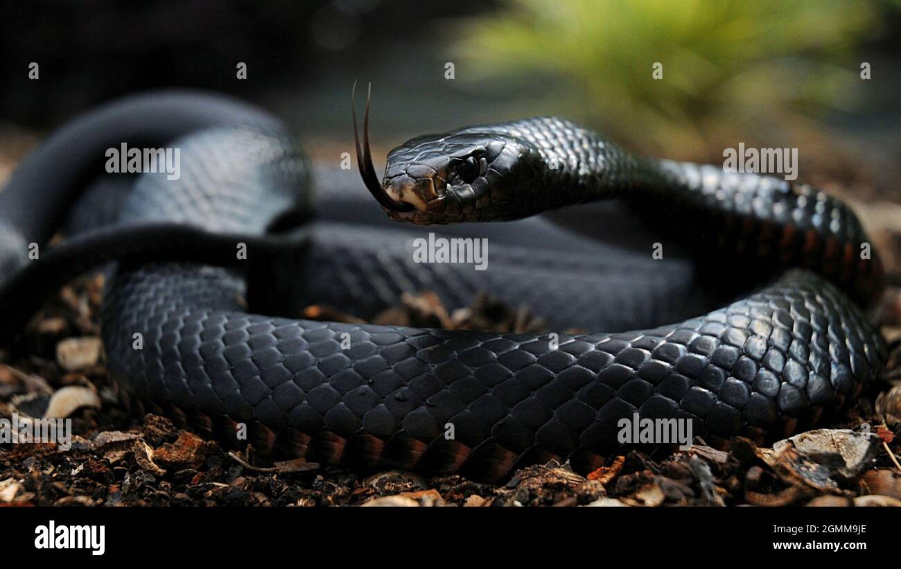 Black Forest Cobra High Resolution Stock Photography and Images - Alamy