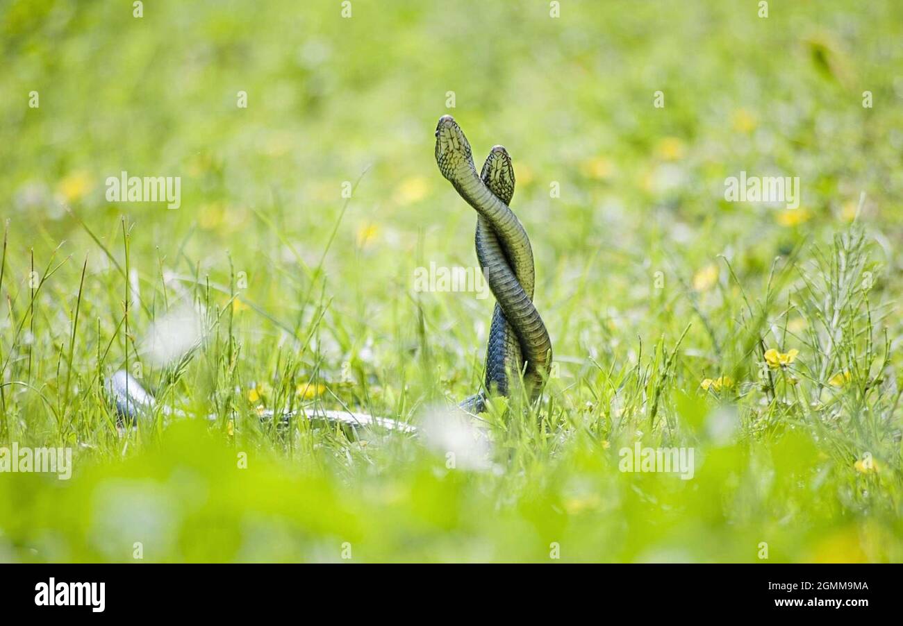 Black Forest Cobra High Resolution Stock Photography and Images - Alamy