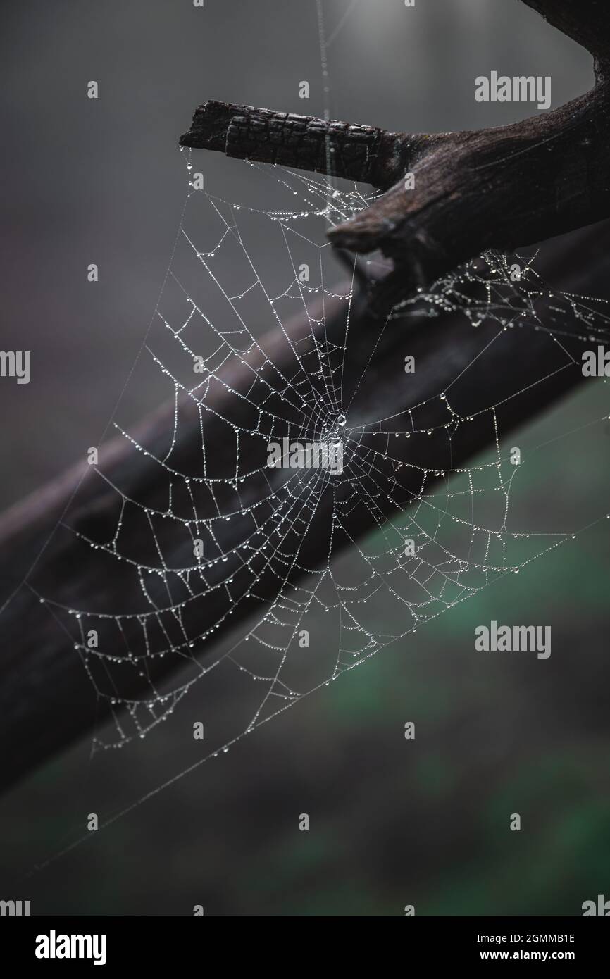 Spider web with water droplets Stock Photo - Alamy