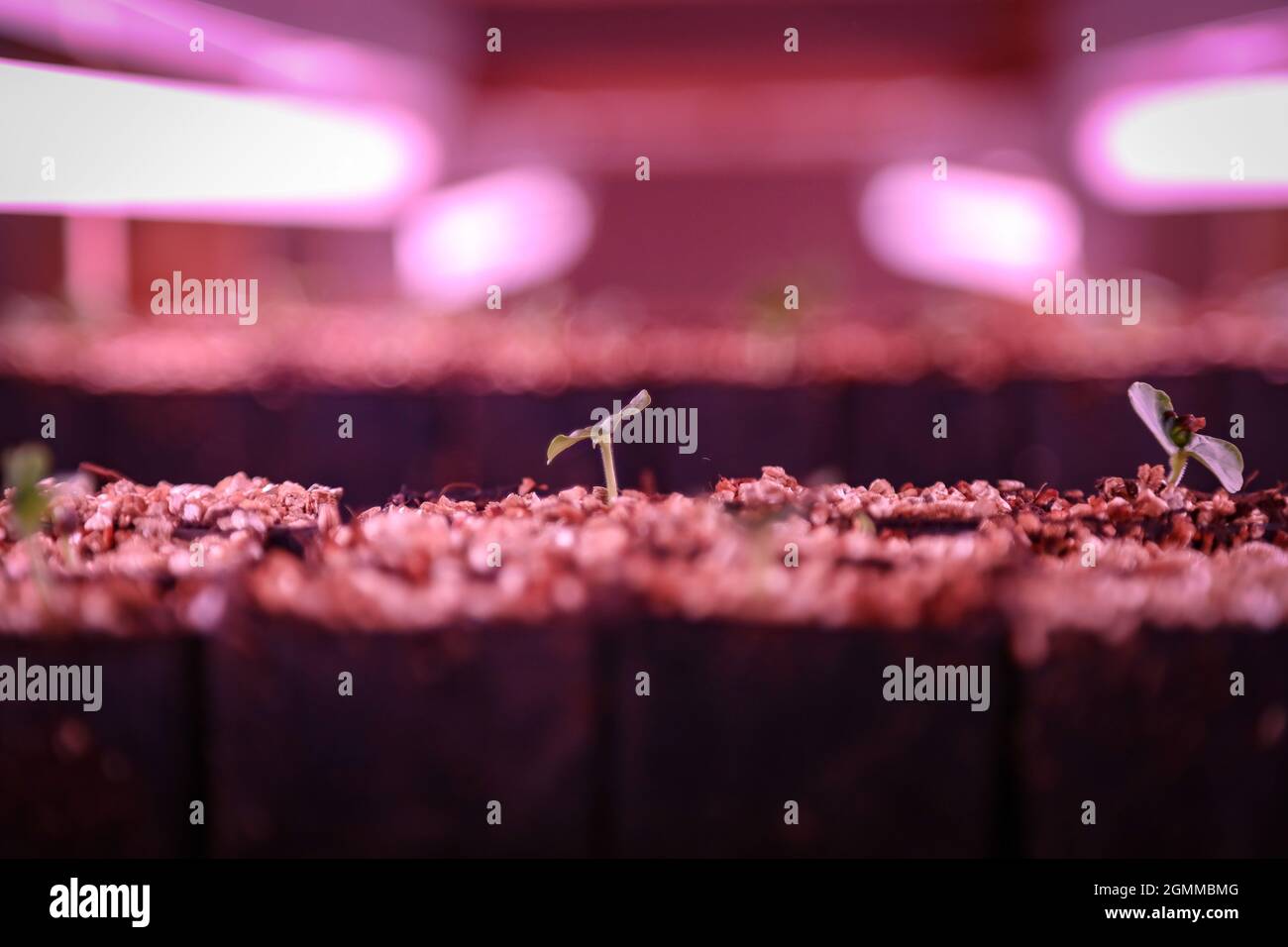 Seed raising on flower farm indoors under pink grow lights Stock Photo ...