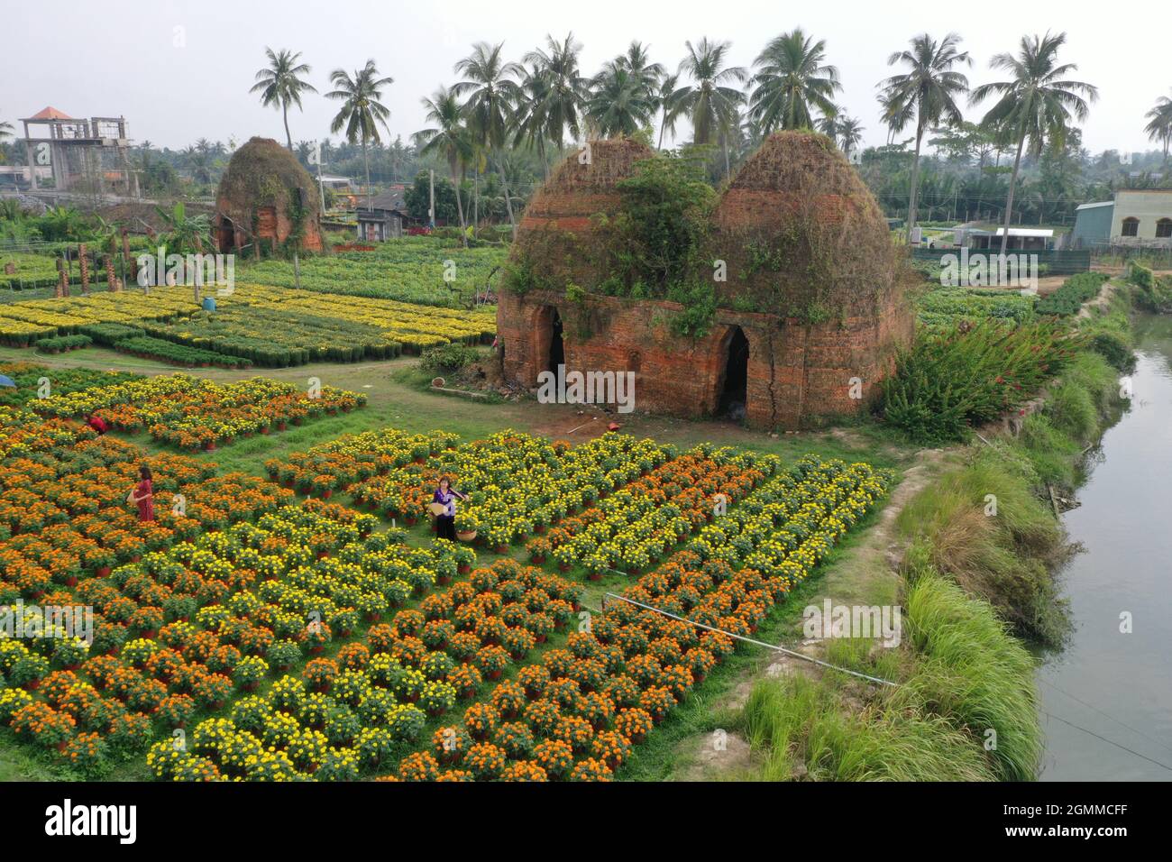 Cai Mon flower village in Ben Tre province southern Vietnam Stock Photo ...
