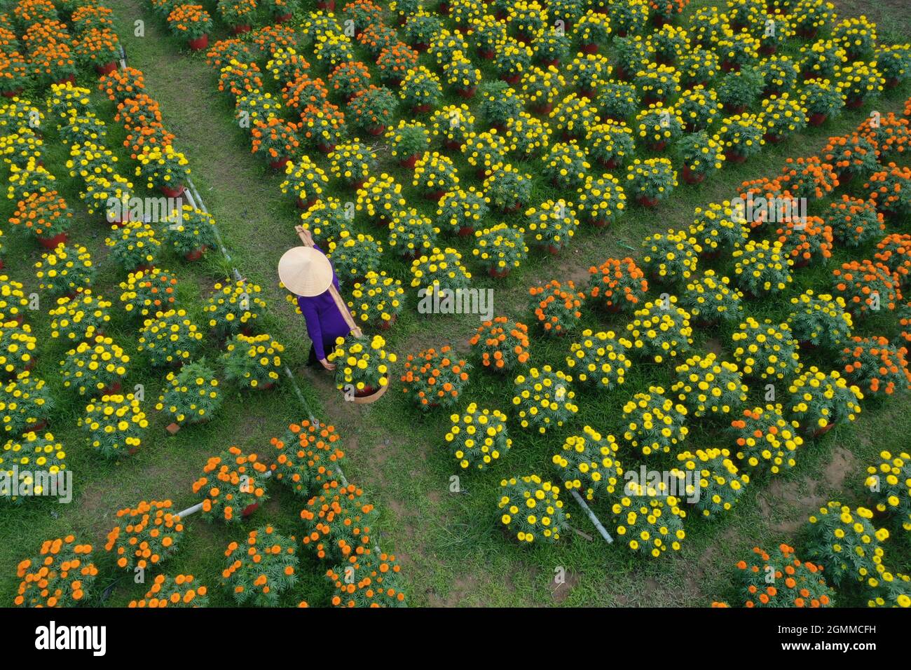 Cai Mon flower village in Ben Tre province southern Vietnam Stock Photo ...