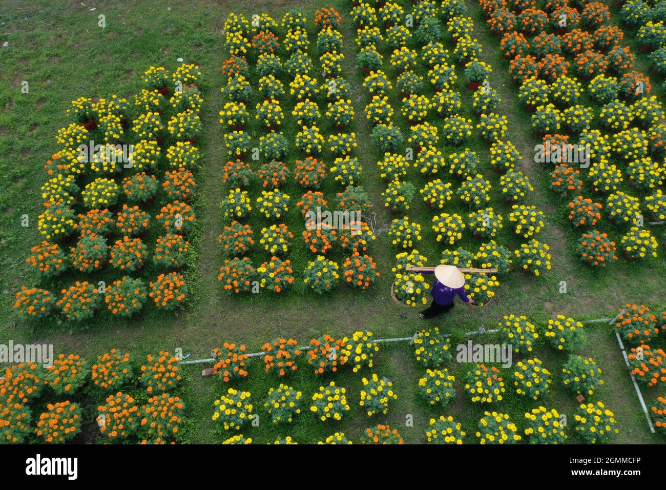 Cai Mon flower village in Ben Tre province southern Vietnam Stock Photo ...