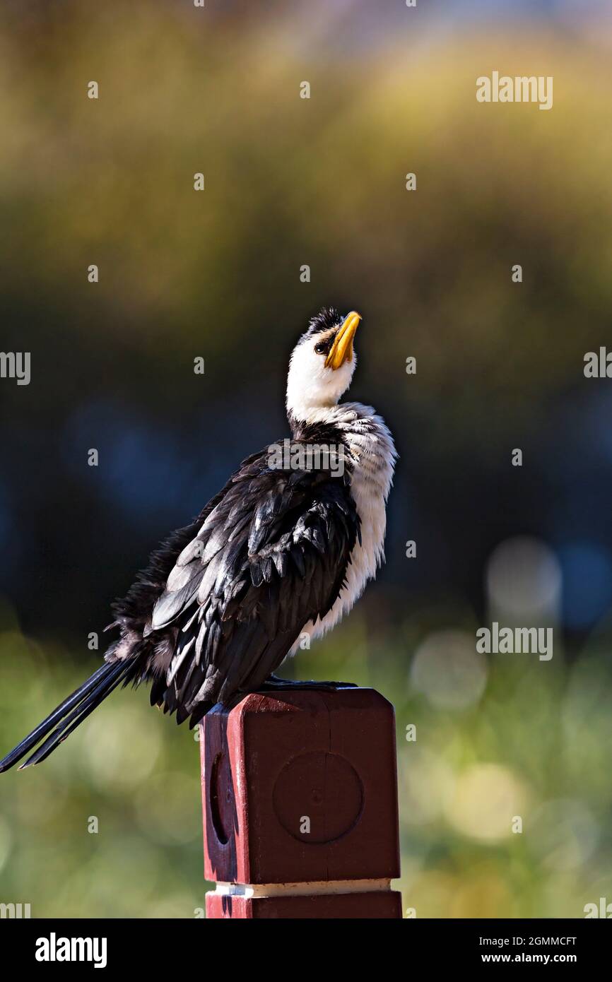 Species birds hi-res stock photography and images - Alamy