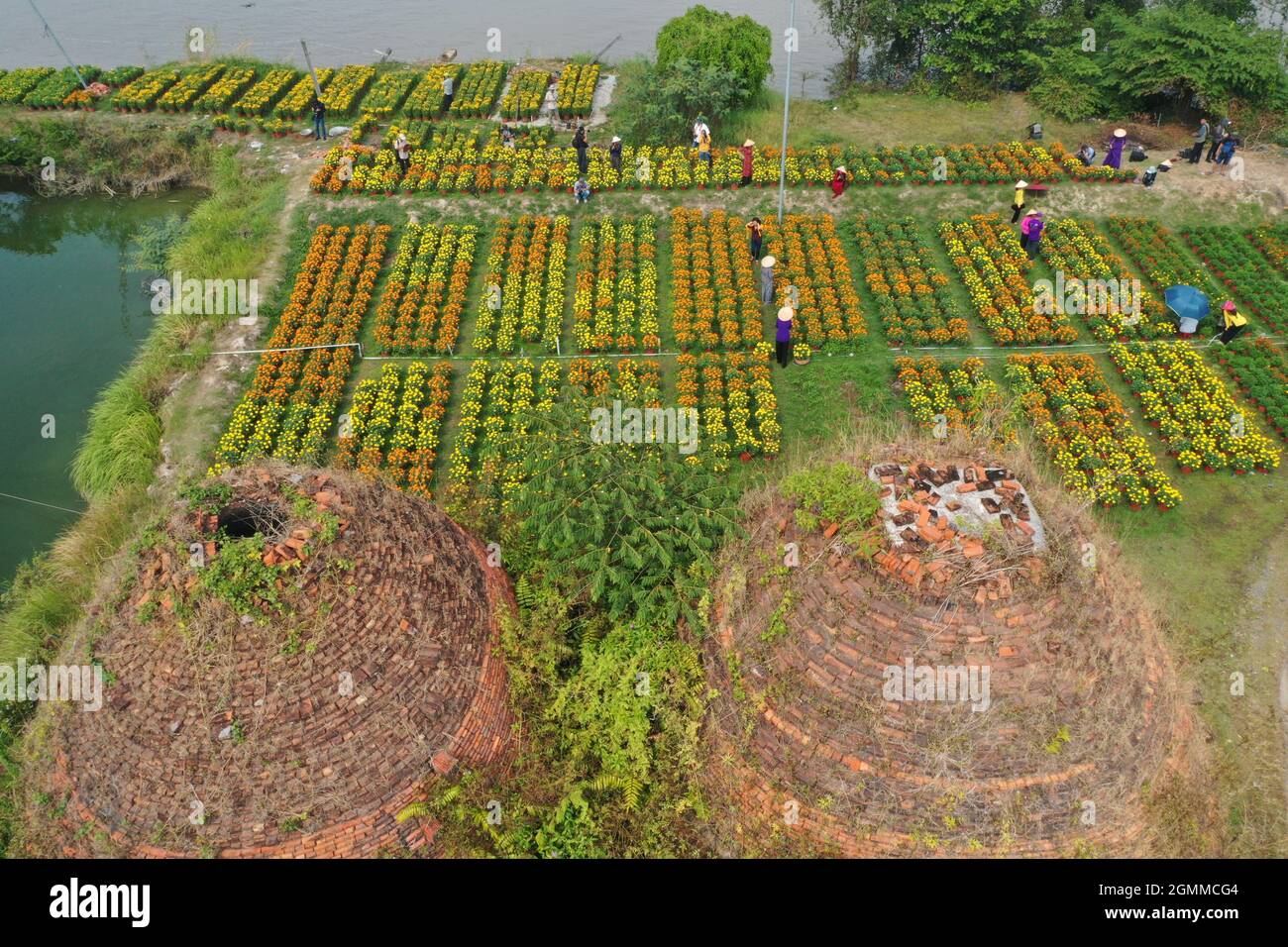Cai Mon flower village in Ben Tre province southern Vietnam Stock Photo ...