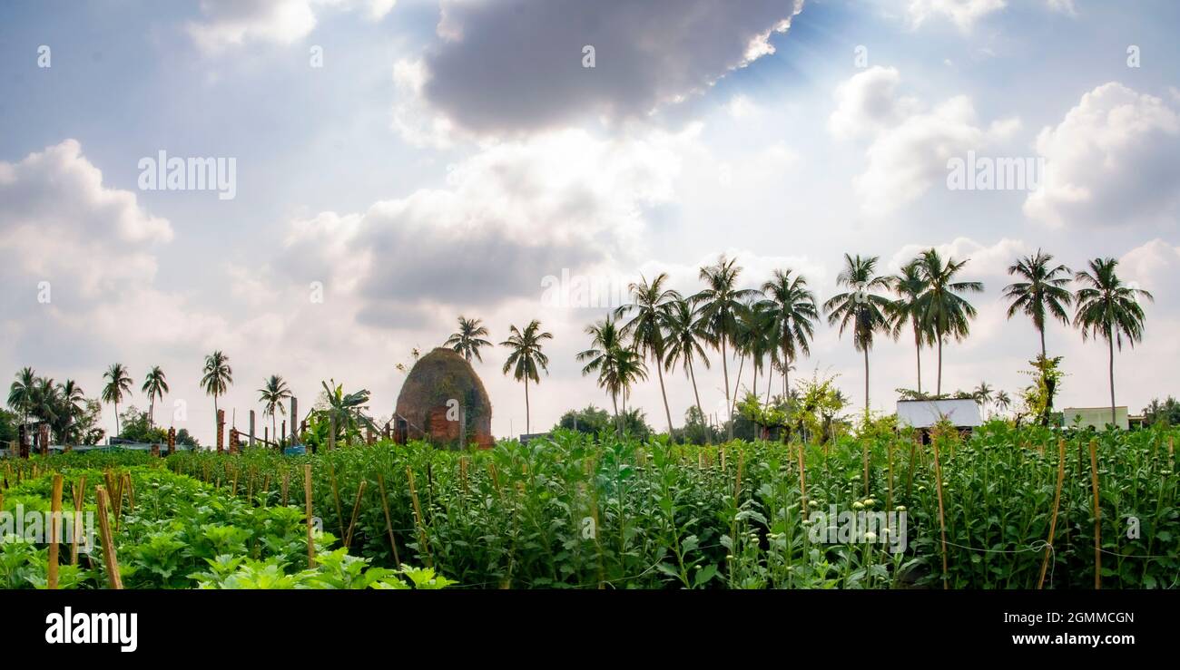 Cai Mon flower village in Ben Tre province southern Vietnam Stock Photo ...