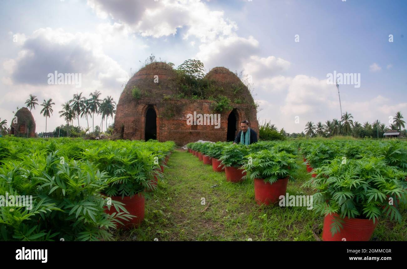 Cai Mon flower village in Ben Tre province southern Vietnam Stock Photo ...