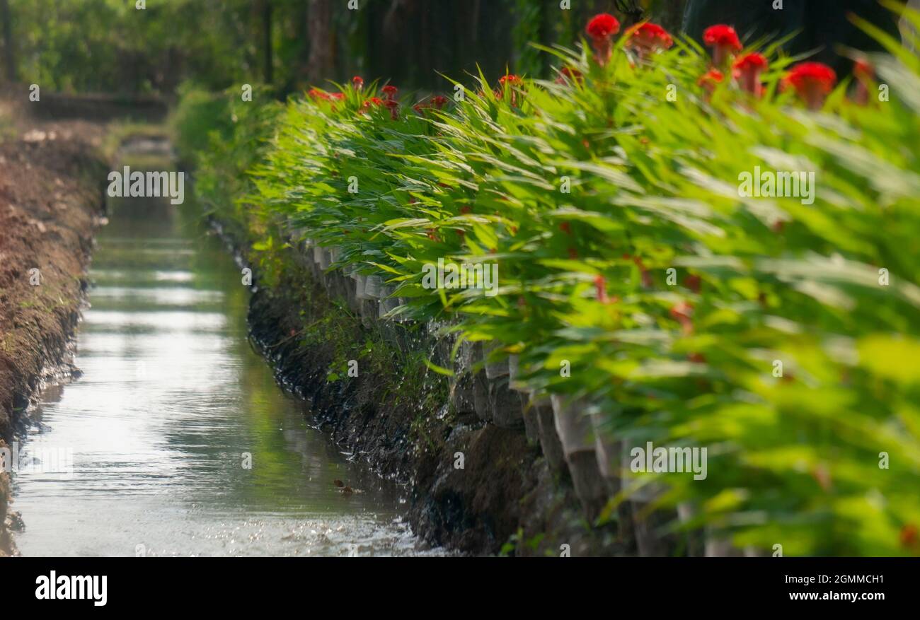 Cai Mon flower village in Ben Tre province southern Vietnam Stock Photo ...