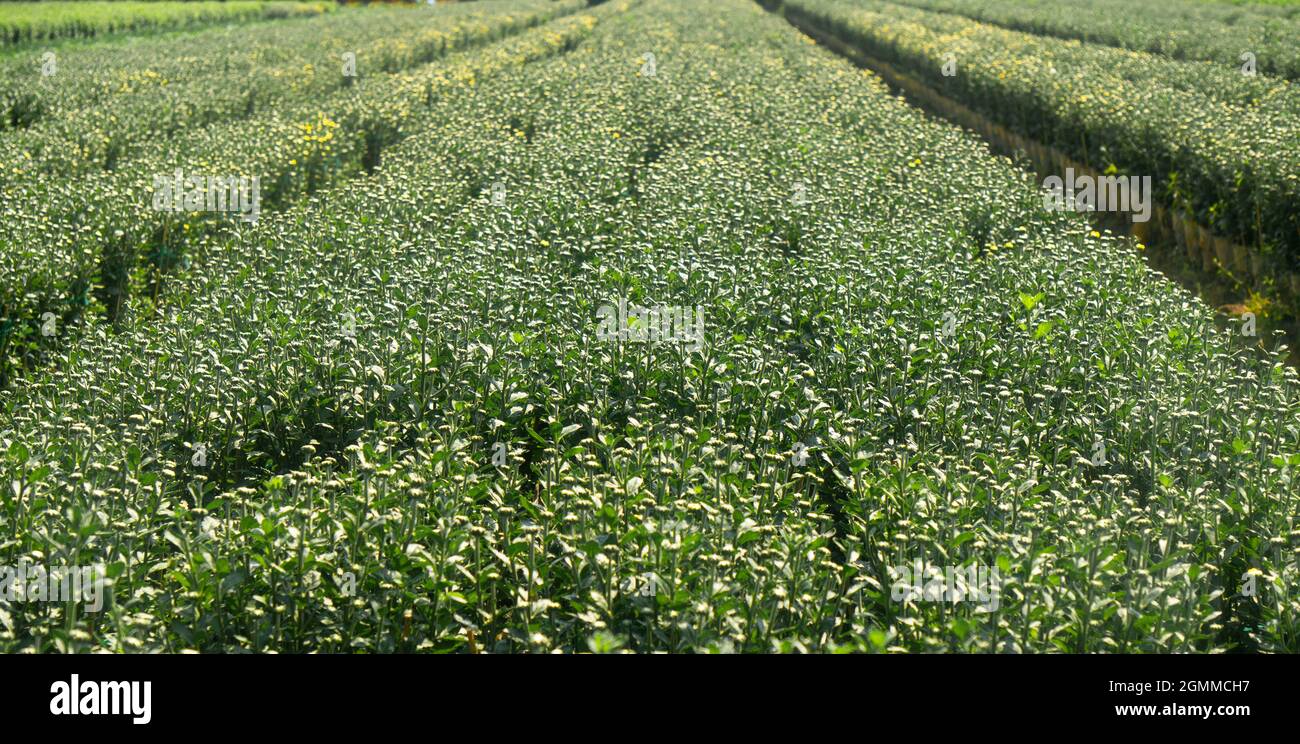 Cai Mon flower village in Ben Tre province southern Vietnam Stock Photo ...