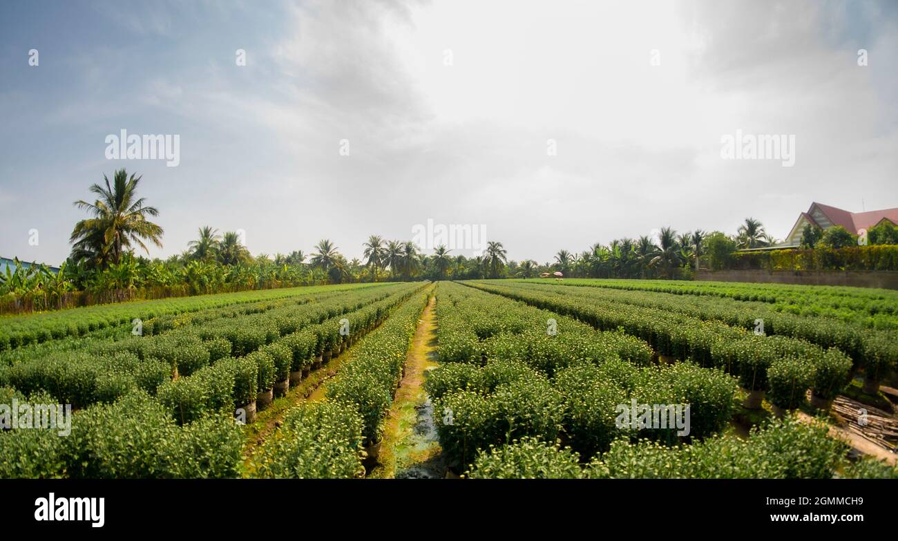 Cai Mon flower village in Ben Tre province southern Vietnam Stock Photo ...