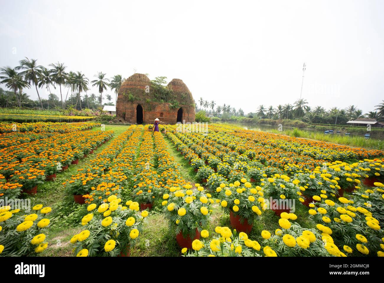 Cai Mon flower village in Ben Tre province southern Vietnam Stock Photo ...