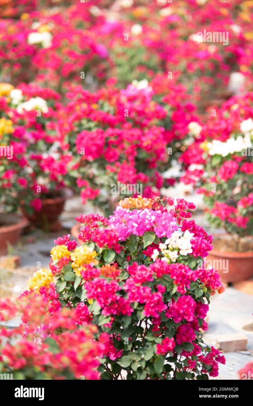 Cai mon flower village hi-res stock photography and images - Alamy