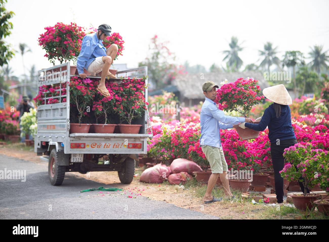 Cai Mon flower village in Ben Tre province southern Vietnam Stock Photo ...