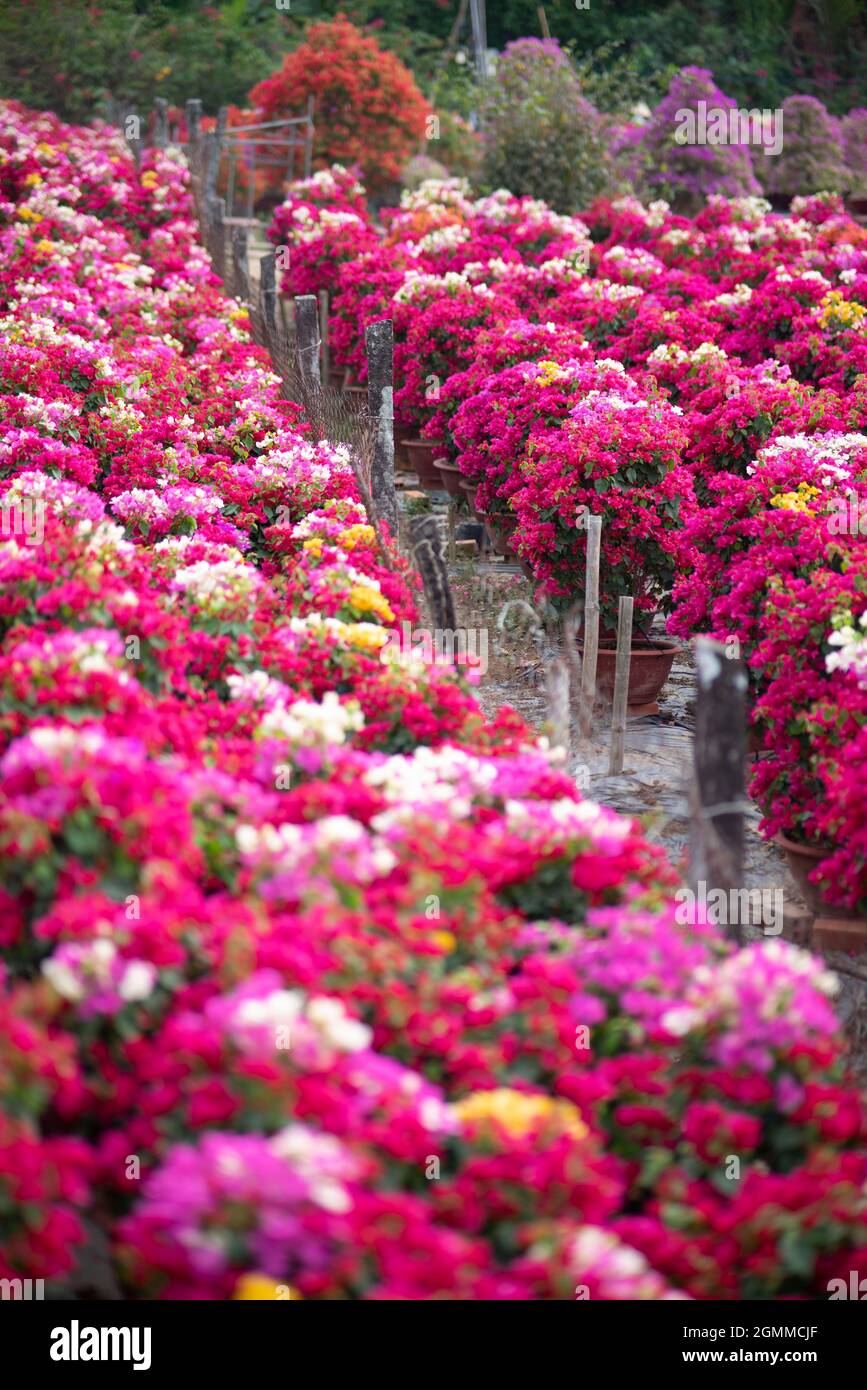 Cai Mon flower village in Ben Tre province southern Vietnam Stock Photo ...